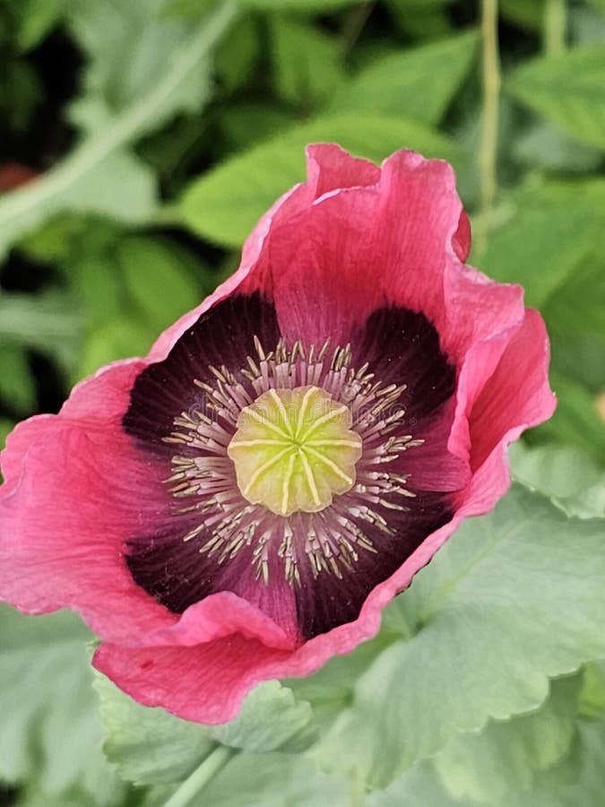Pink and Black Poppy Flower Details Stock Image - Image of nature, wild ...