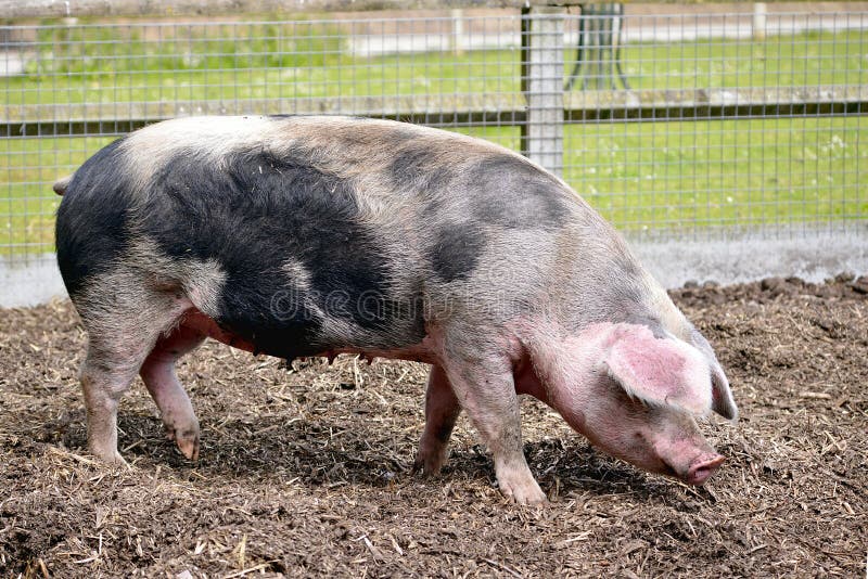 Pink and black sow stock image. Image of farm, brown - 88689449
