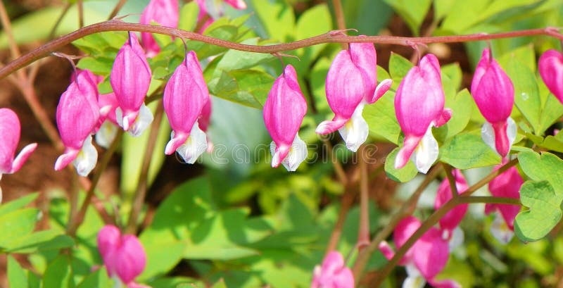 Pink Bleeding Heart Flowers in Springtime Panoramic Banner Stock Image ...