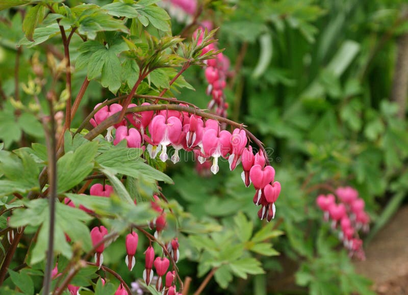 Pink Bleeding Hearts Flowers Stock Image - Image of pink, green: 19762903