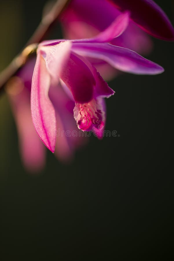 Pink Bletilla Orchid Flower Stock Photo - Image of petal, closeup: 94669460