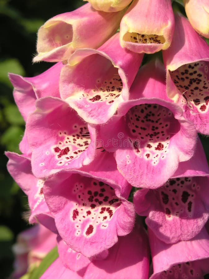 Pink Bloom Picture. Image: 1144371