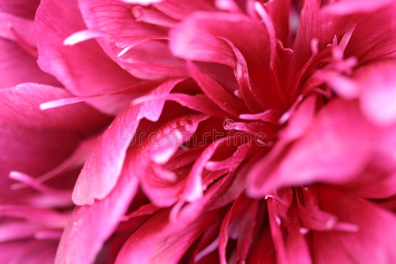 Pink bloom stock photo. Image of spring, close, beautiful - 13505066