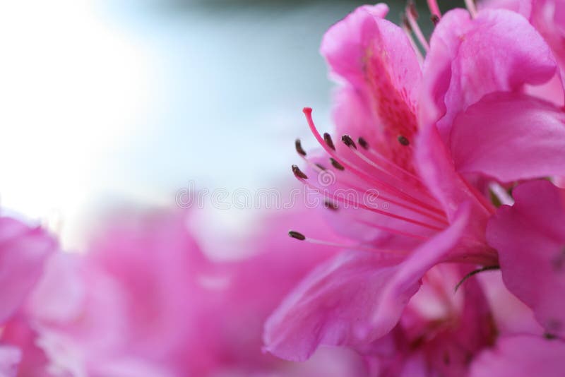 Pink bloom stock image. Image of blur, botany, flowers - 2206739