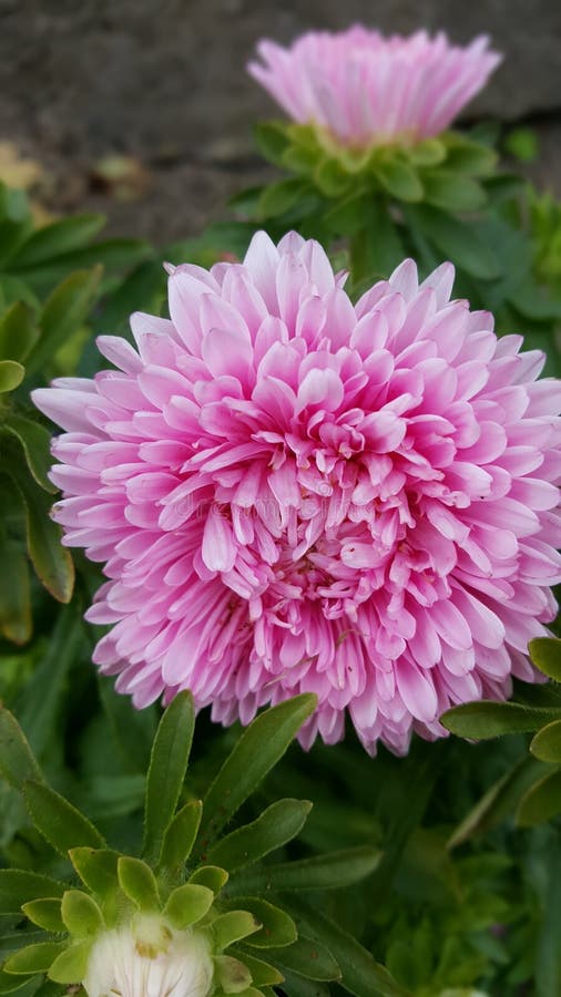 Pink bloomer stock photo. Image of beauty, flower, bloomer - 79632424