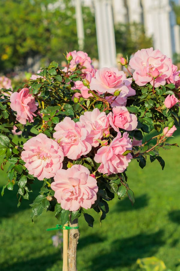 Pink Blooming Azalea Tree in the Park Stock Image - Image of botanical ...