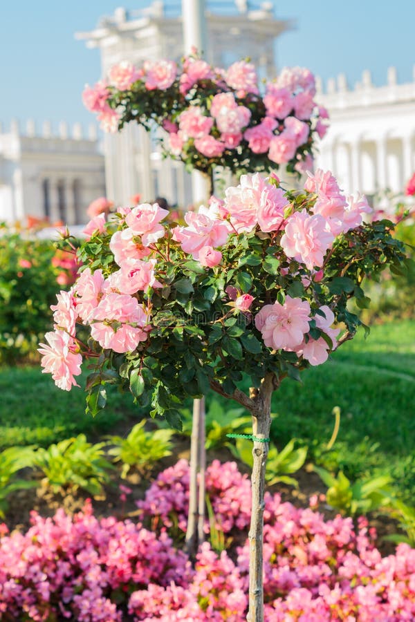 Pink Blooming Azalea Tree in the Park Stock Image - Image of spring ...