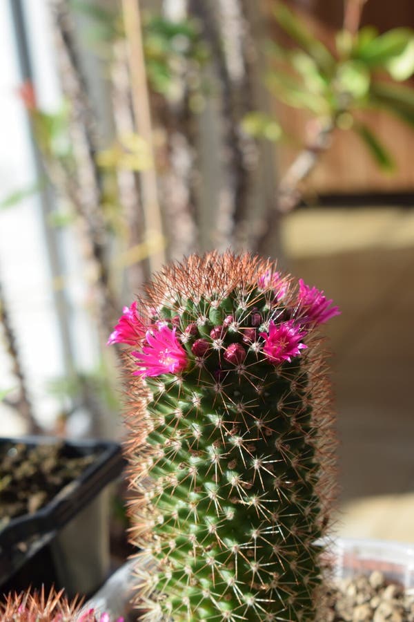 Pink Blooming Barrel Cactus Stock Image - Image of natural, summer ...