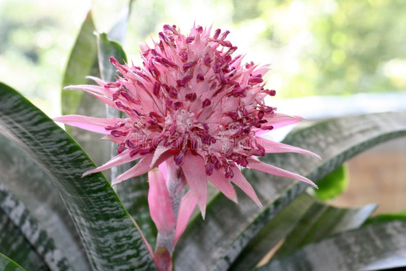 Pink Blooming Bromeliad in Summer Stock Photo - Image of detail, bloom ...