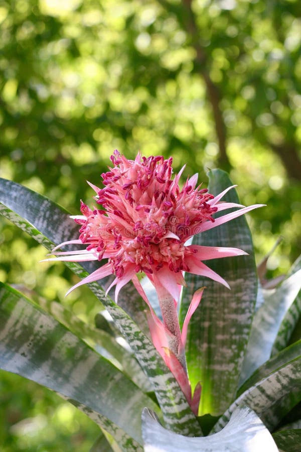 Pink Blooming Bromeliad in Summer Stock Photo - Image of florist ...