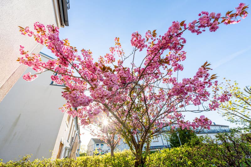 Pink Blooming Cherry Tree in a Garden by a House.. Stock Image - Image ...