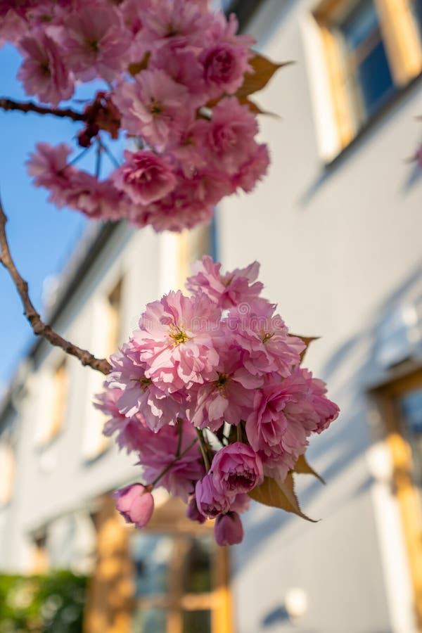 Pink Blooming Cherry Tree in a Garden by a House.. Stock Image - Image ...