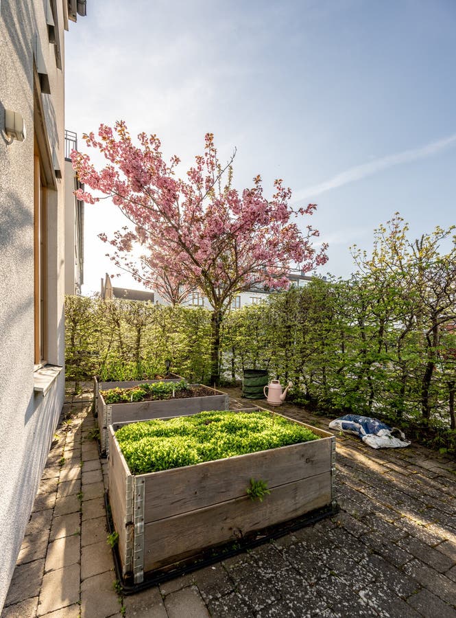 Pink Blooming Cherry Tree in a Garden by a House.. Stock Photo - Image ...