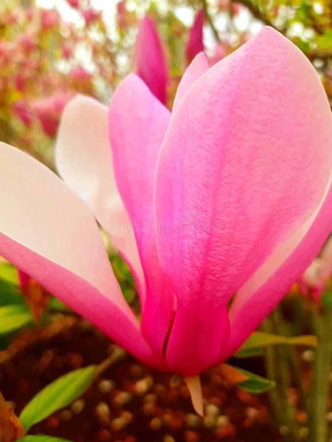 Pink Blooming Flower in a Garden Stock Image - Image of plant, alive ...
