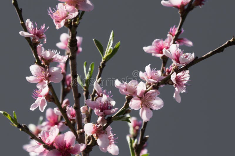 Pink Blooming Flowers of Nectarine Tree in Springtime in Selective ...