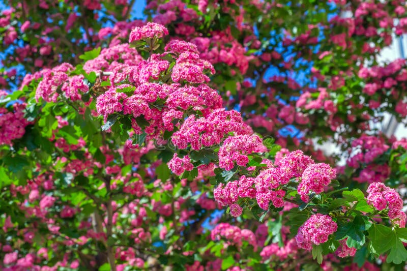 Pink blooming flowers stock image. Image of beautiful - 72909163