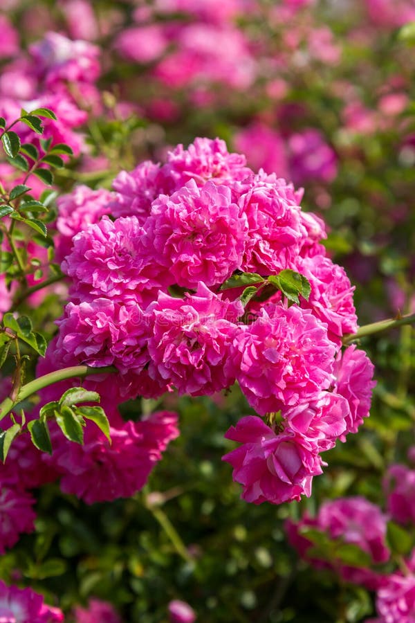 Pink blooming rose bush stock image. Image of nature - 73372983