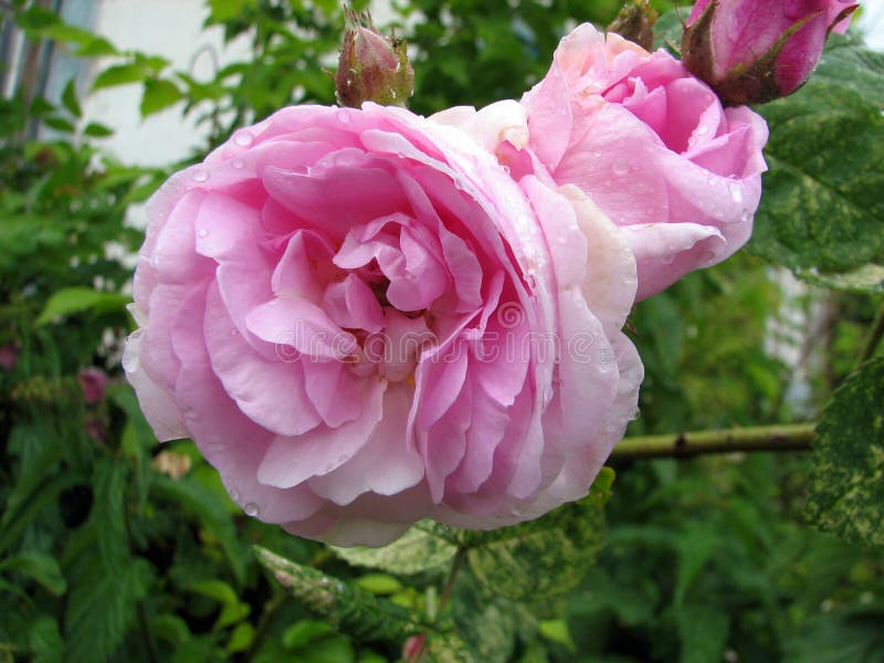 Pink Blooming Rose with Dew Drops Stock Image - Image of droplets ...