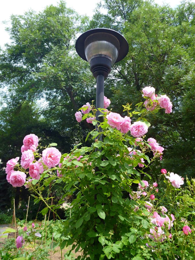 Pink Blooming Rose Tree Around a Lamp Stock Photo - Image of pink ...