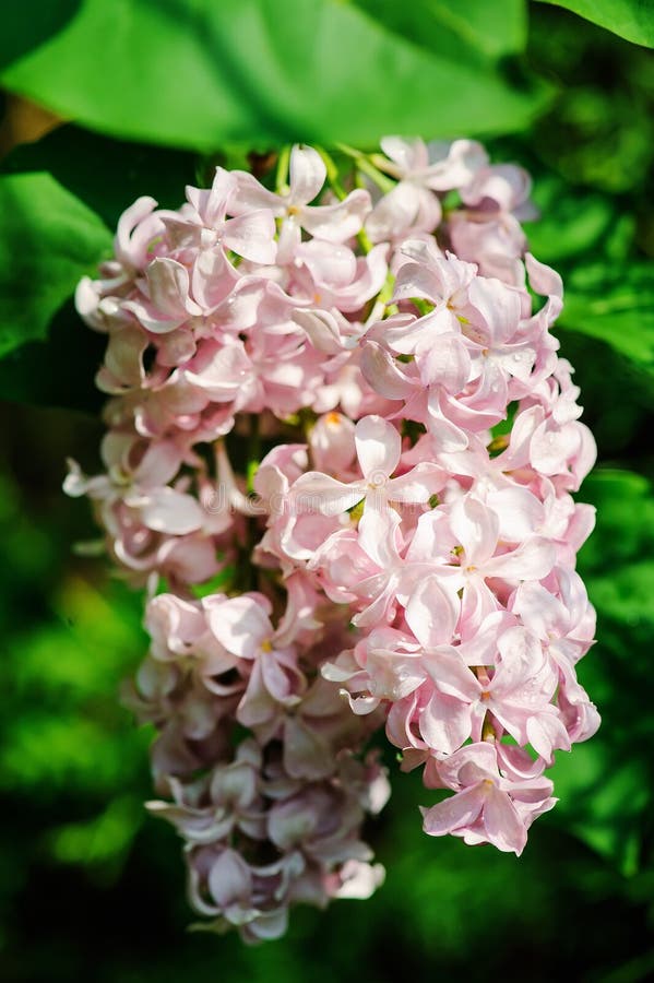 Pink Blooming Syringa Vulgaris in Spring Stock Image - Image of bouquet ...