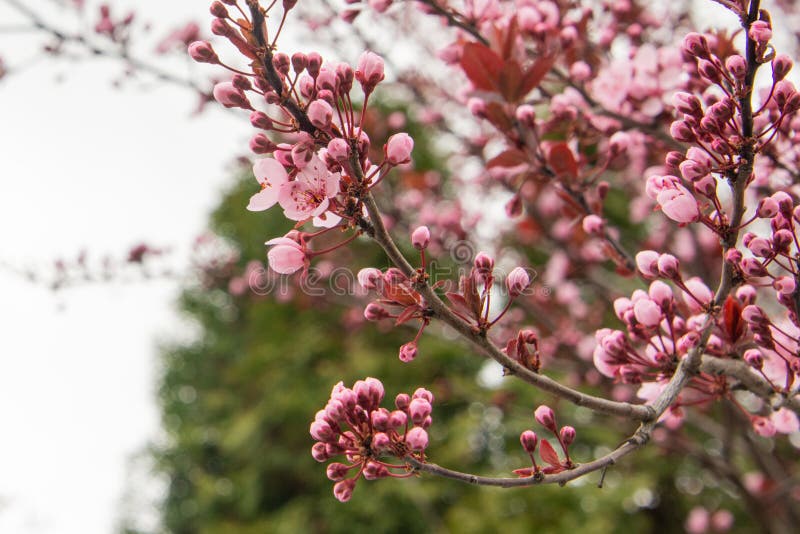 Pink Blooming Tree Branch in Spring April Garden Stock Image - Image of ...