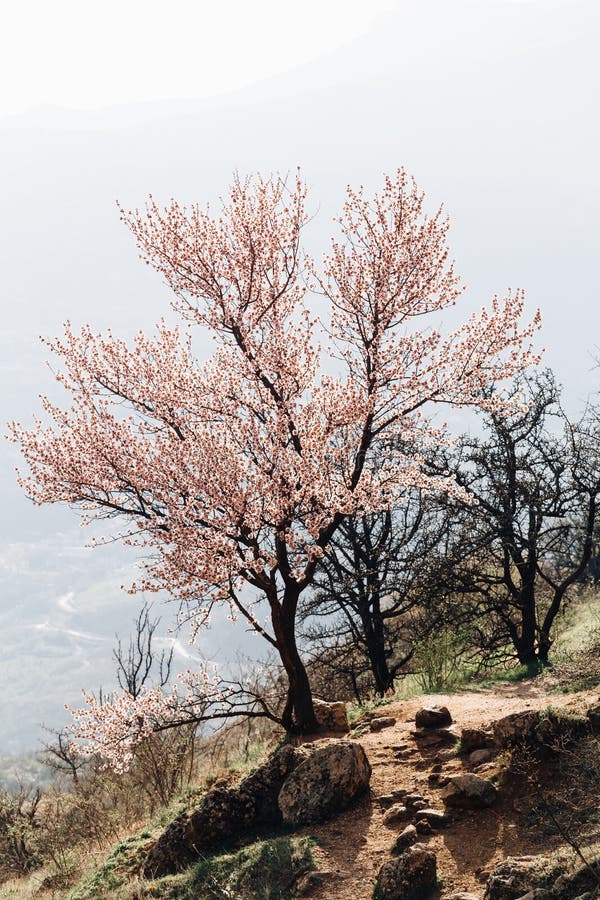 Pink Blooming Tree in the Mountains in the Ghost Valley in the Crimea ...
