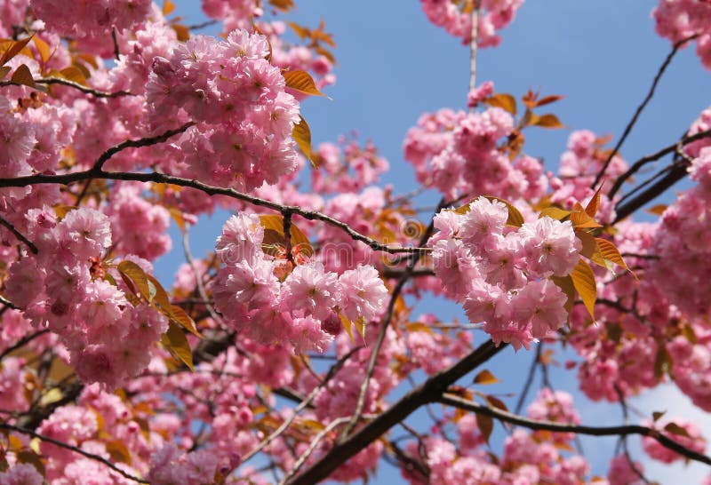 Pink blooms of cherry tree stock image. Image of orchard - 71177223