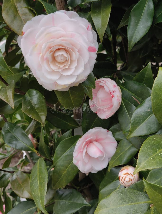 Pink blooms stock photo. Image of blooms, bloom, pink - 138993286