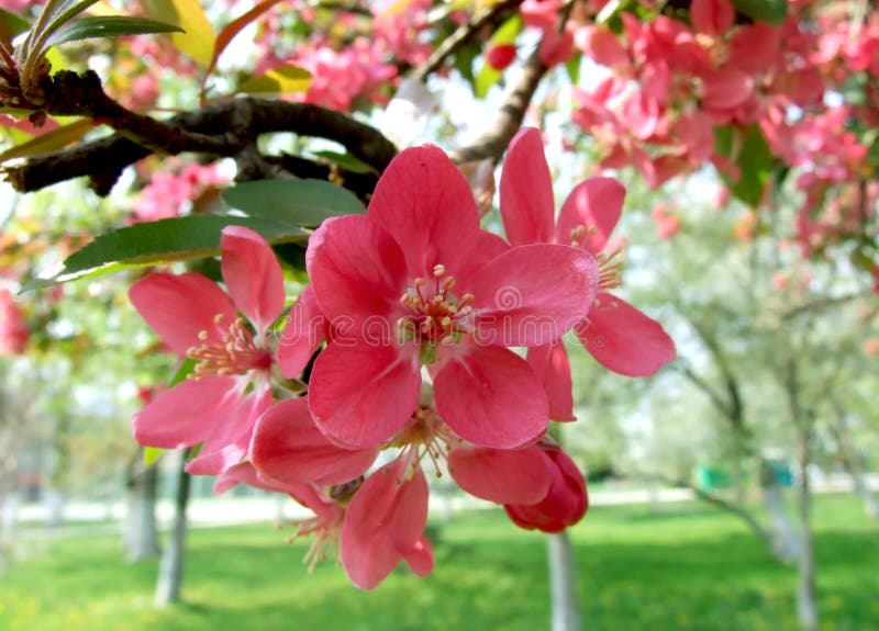 Pink Blossom tree road stock image. Image of pink, tree - 42891861