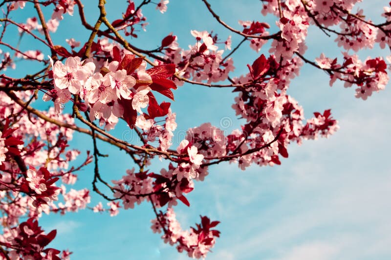 Branch of Pink Spring Blossom Cherry Tree Stock Photo - Image of light ...
