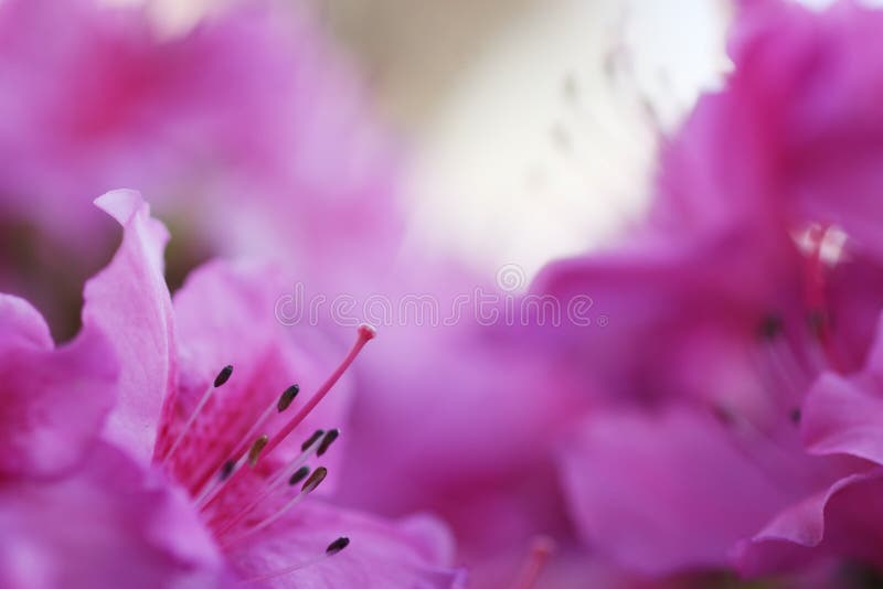 Pink Blossom tree road stock image. Image of pink, tree - 42891861