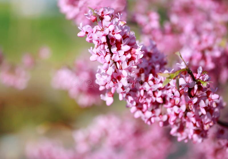 Pink Blossom stock image. Image of branch, botanical - 22753637