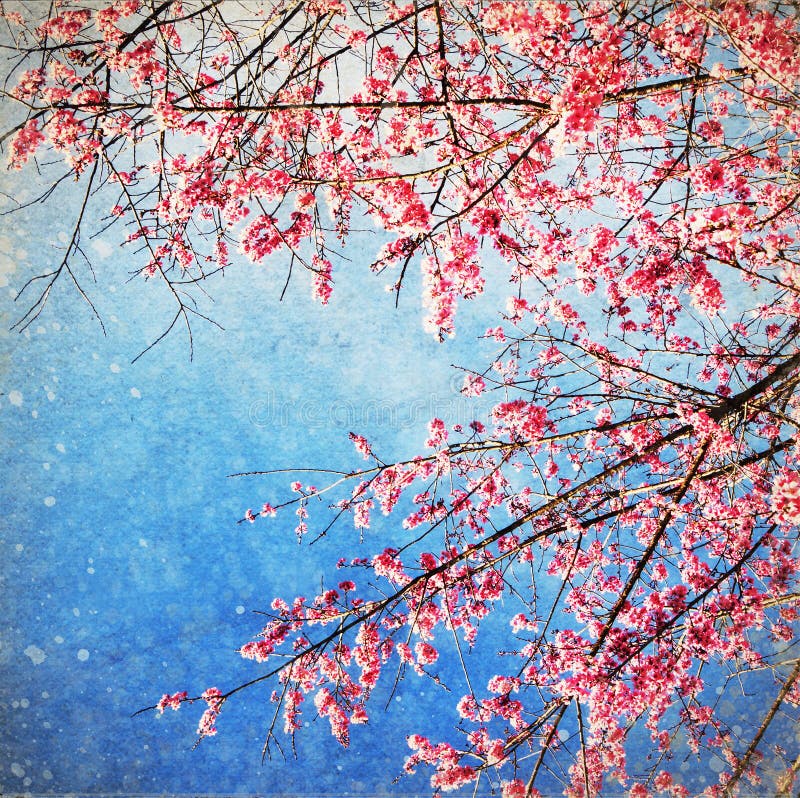 Pink Blossom tree road stock image. Image of pink, tree - 42891861
