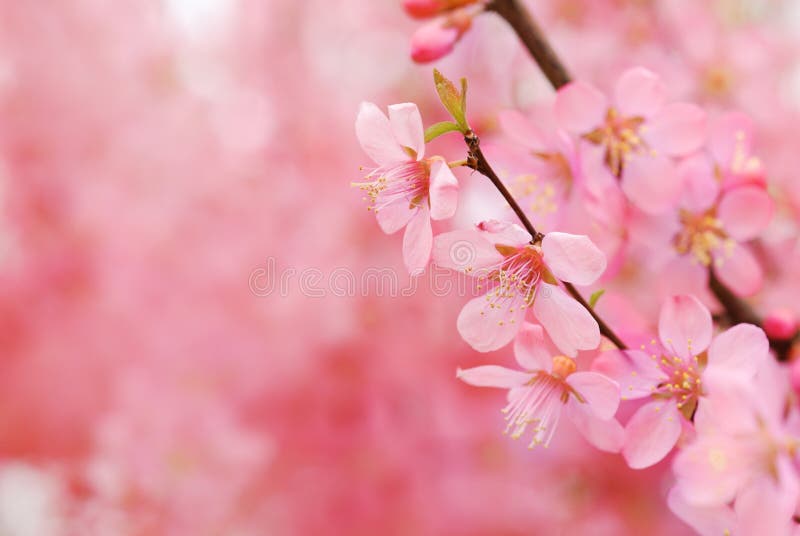 Pink Blossom tree road stock image. Image of pink, tree - 42891861