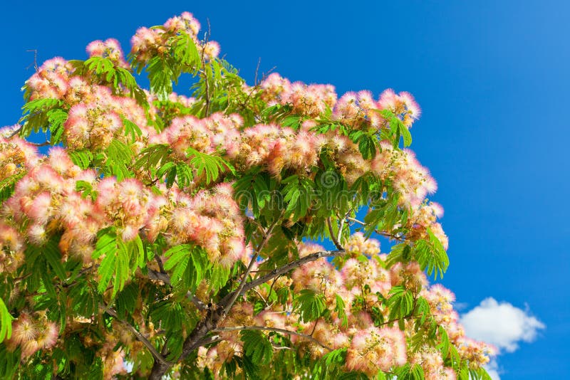Pink Blossom Acacia Tree Brunches Stock Photo - Image of bloom, branch ...