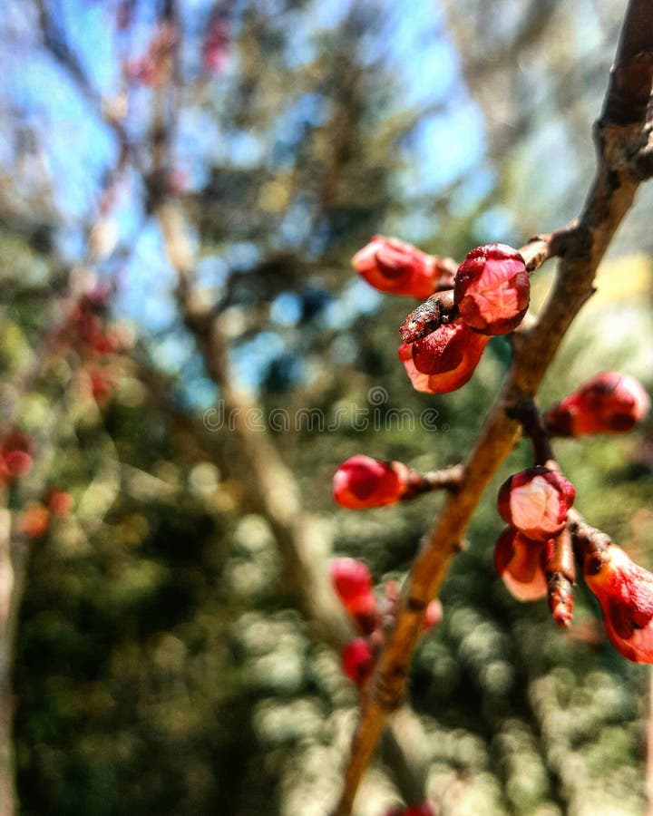 Pink blossom and buds stock photo. Image of tree, buds - 193061572