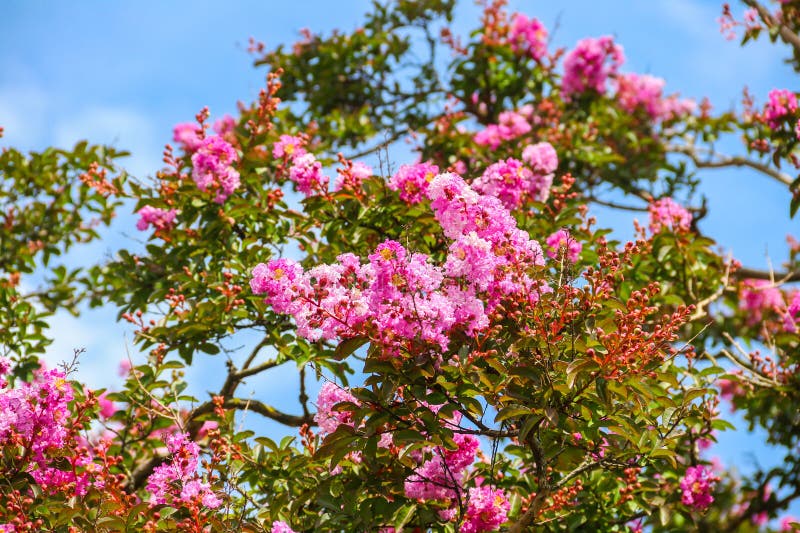Pink Blossom of Crape Myrtle (Lagerstroemia Indica Stock Image - Image ...