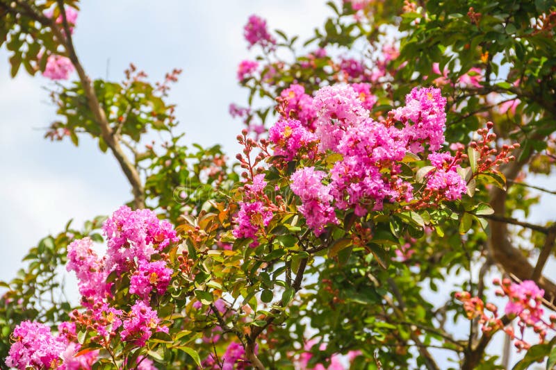 Pink Blossom of Crape Myrtle (Lagerstroemia Indica Stock Photo - Image ...