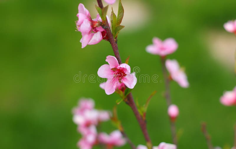 Blossom, Pink, Flower, Branch Picture. Image: 108523755