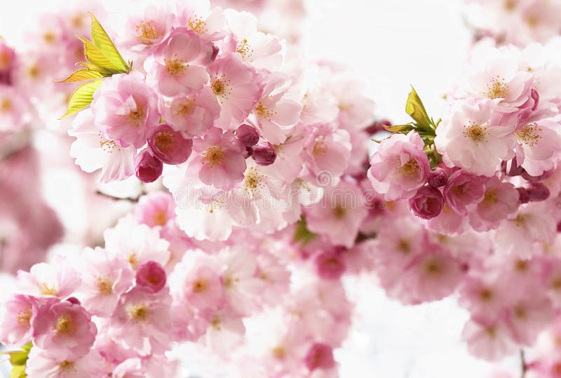 Pink Blossom high-key stock image. Image of flower, petal - 129153633