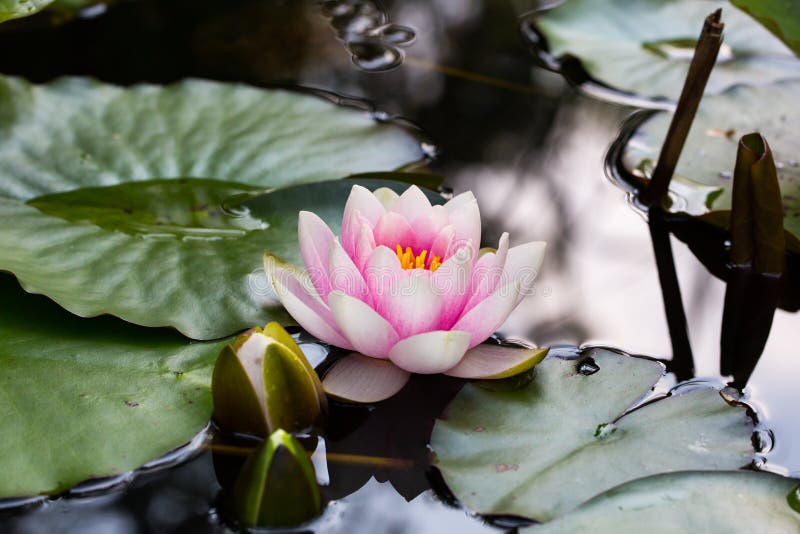 Pink Blossom of Nymphaea Flower with Leaves Stock Photo - Image of ...