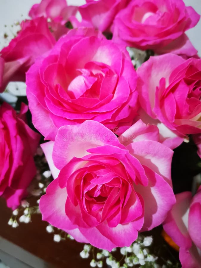 Pink blossom roses flower stock image. Image of shrub - 261708179