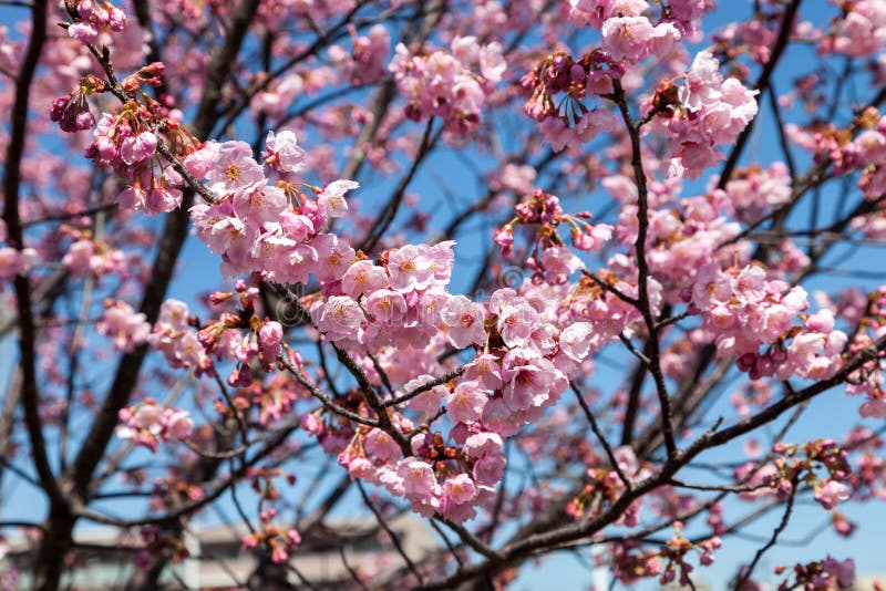 Pink Blossom Sakura Flowers on a Spring Day in Japan Stock Photo ...