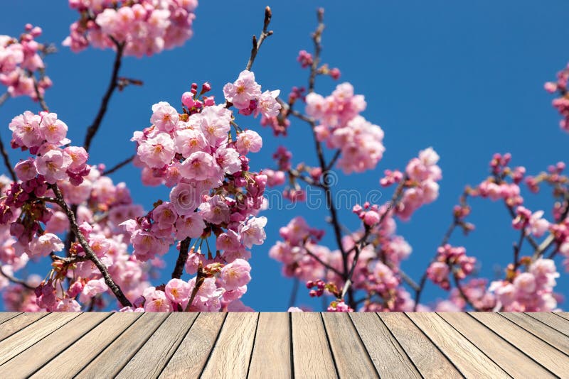 Pink Blossom Sakura Flowers on a Spring Day in Japan Stock Image ...