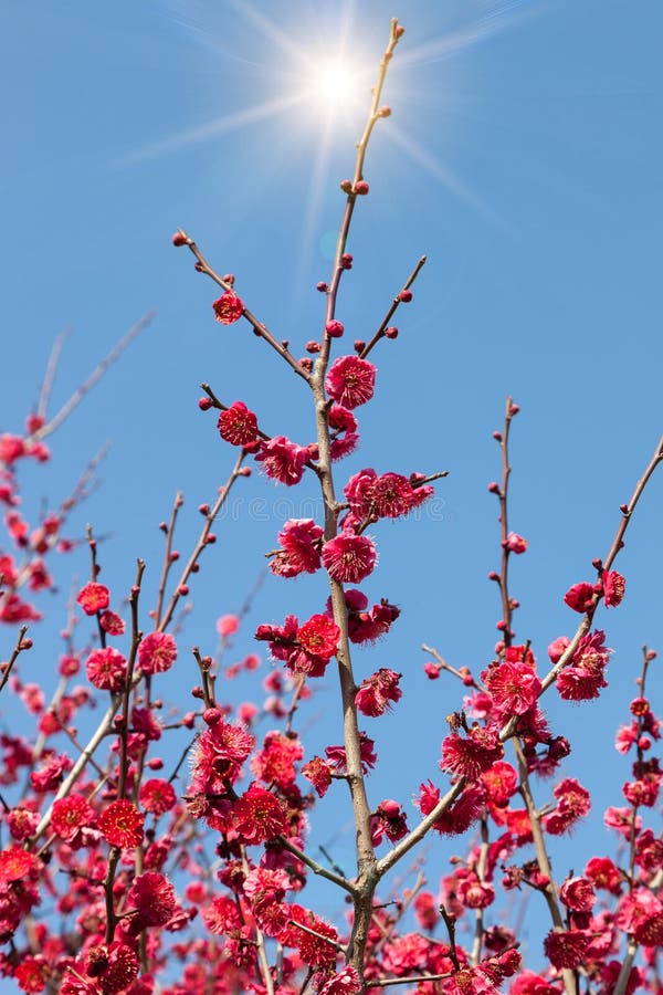 Pink Blossom Sakura Flowers on a Spring Day in Japan Stock Photo ...