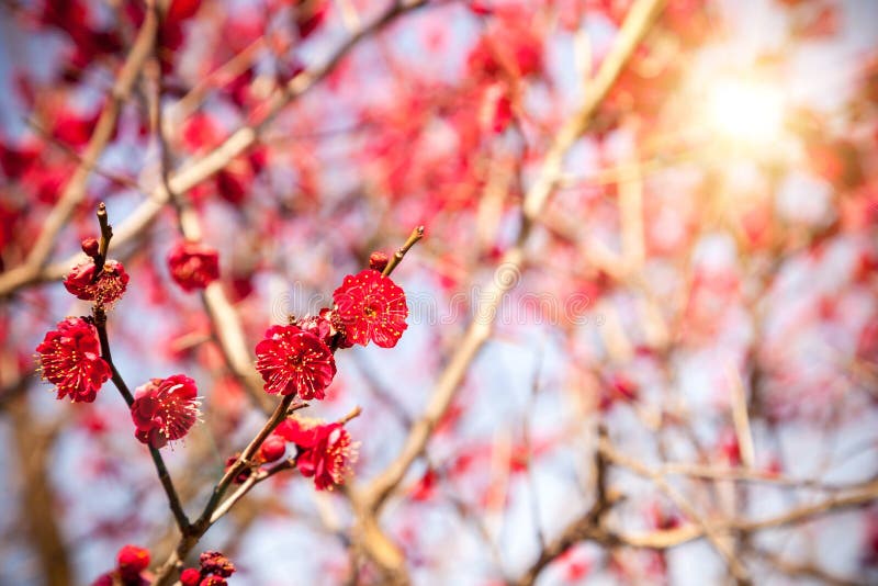 Pink Blossom Sakura Flowers on a Spring Day in Japan Stock Image ...