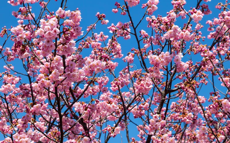 Pink Blossom Sakura Flowers on a Spring Day in Japan Stock Image ...