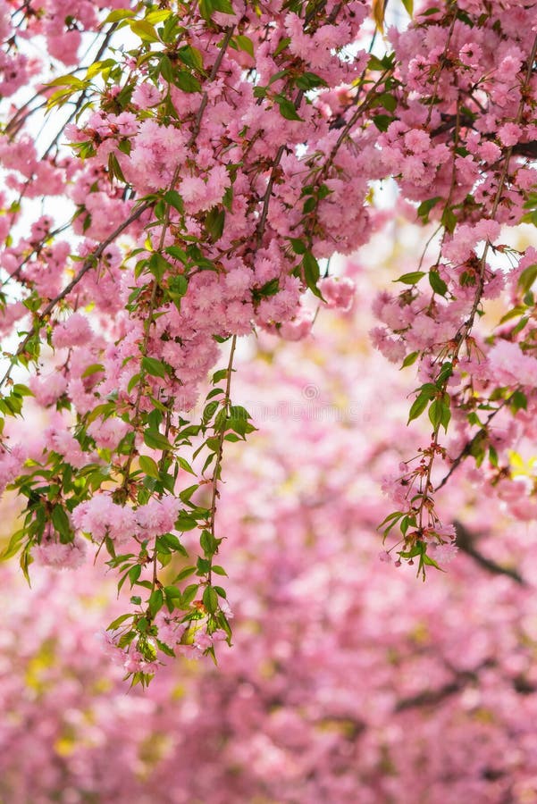 Pink Blossom of a Sakura Tree Stock Image - Image of asian, seasonal ...