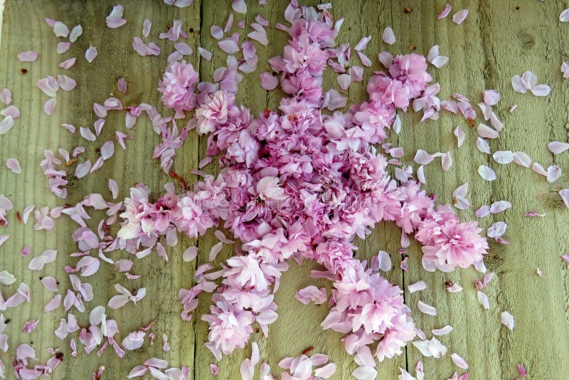 Pink Blossom Shape stock image. Image of flower, nature - 72802983