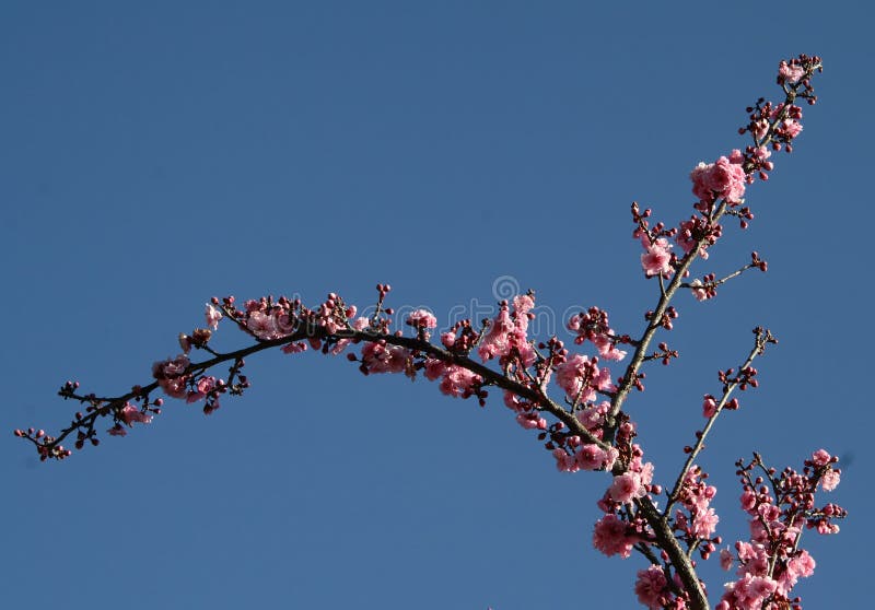 Pink Blossom tree road stock image. Image of pink, tree - 42891861